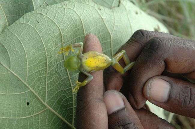 40 Freaky Frog Photos | Images of Frogs | Amphibian Pictures | Live Science