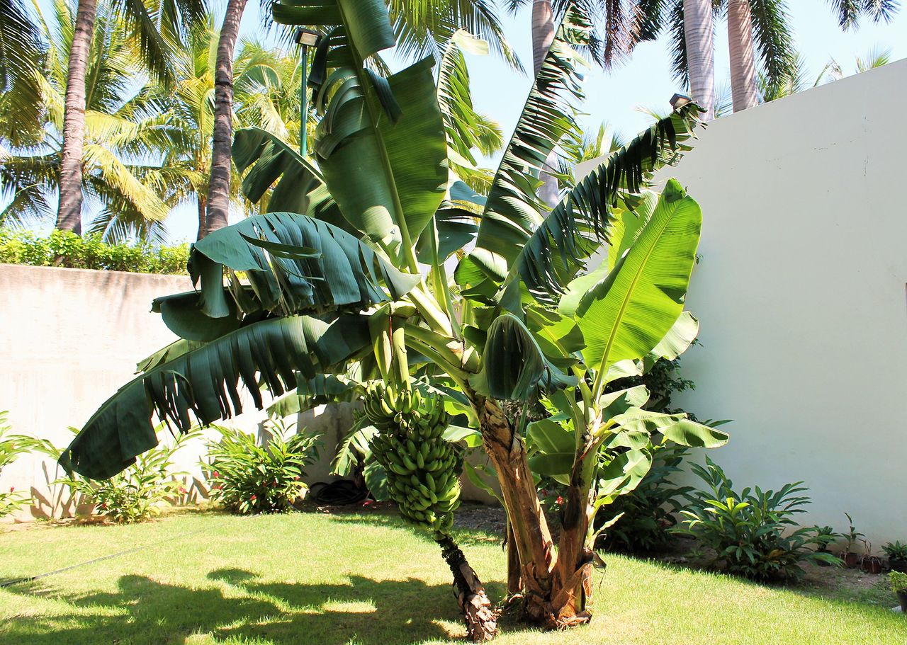 How to grow a banana tree: even in colder climates | Homes and Gardens