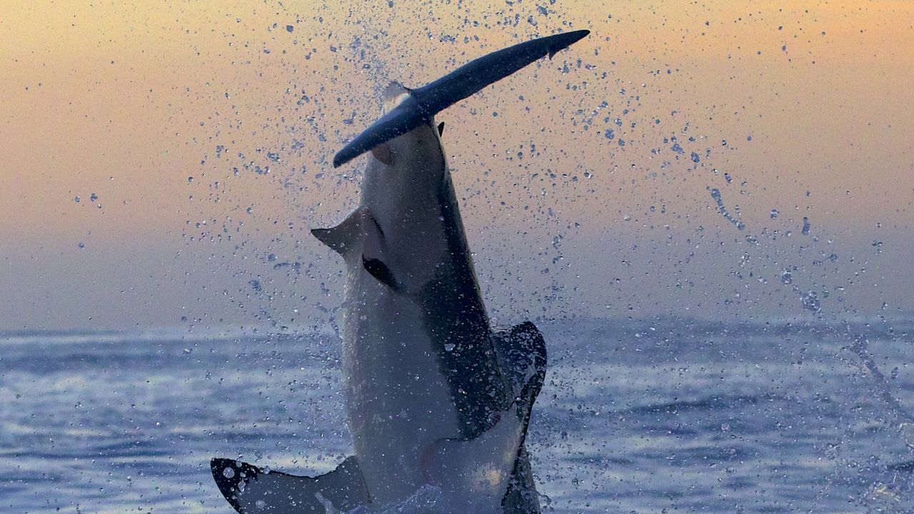 Goodness Gracious! Shark Week Executive Producer Talks Air Jaws Going ...