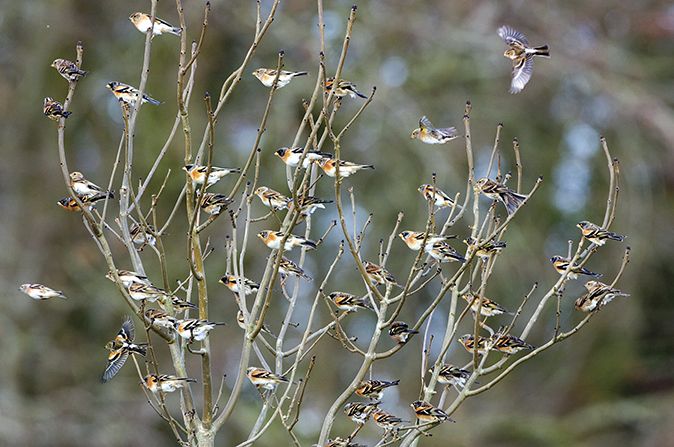 British finches: A simple guide | Country Life