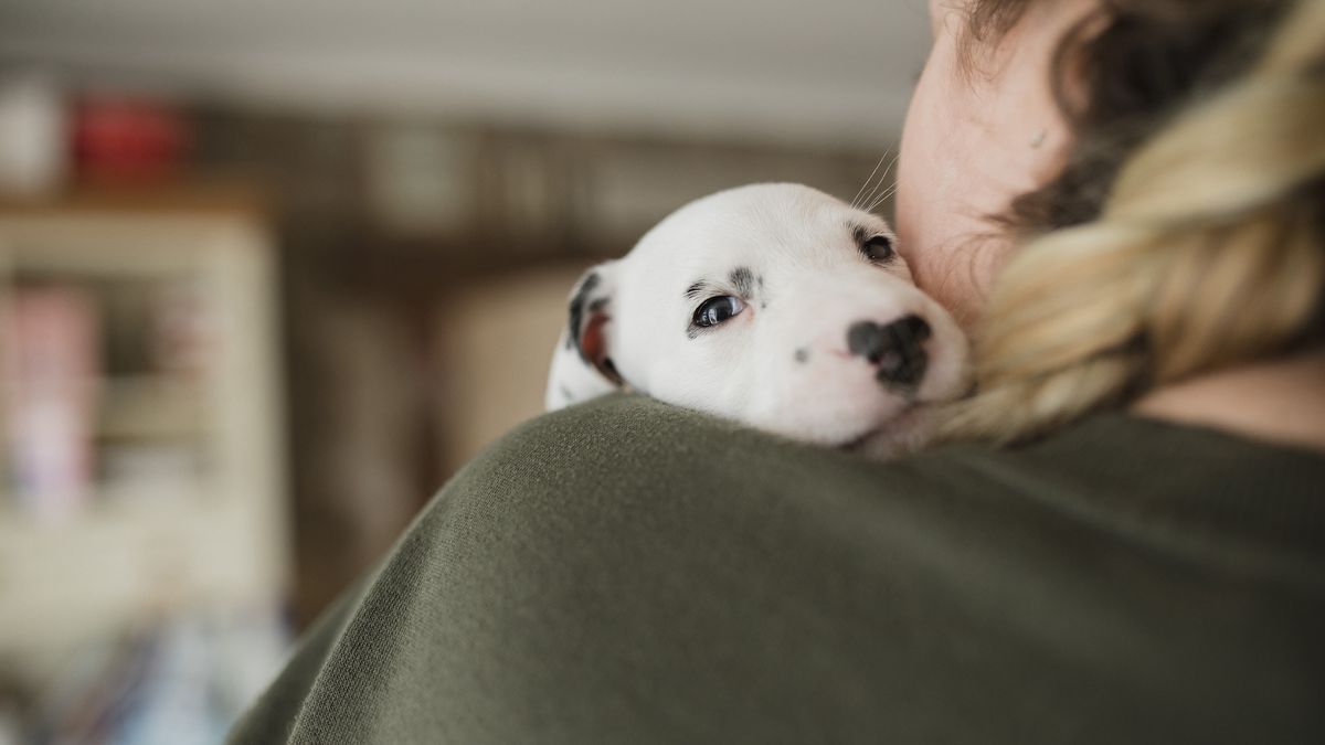 First time dog owner tips: everything you need to know | PetsRadar