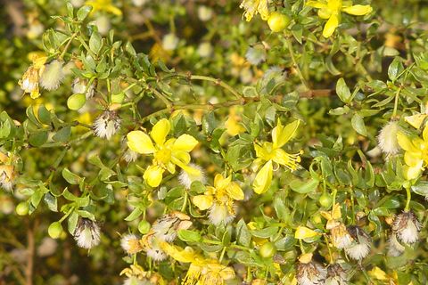 Creosote Bushes Photos | Desert Plants & Flora | Live Science