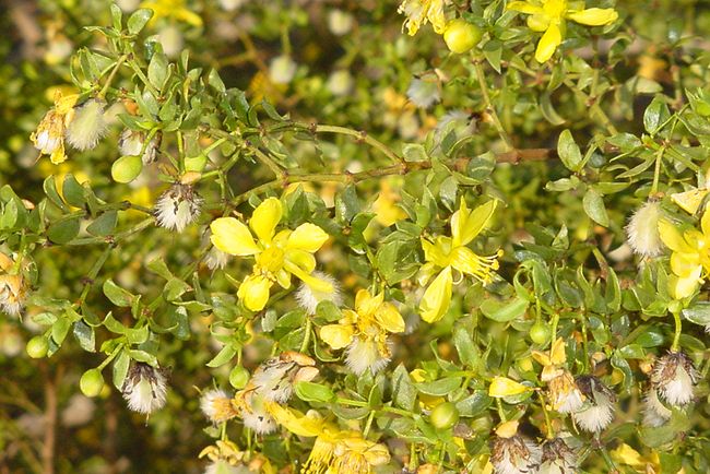 Creosote Bushes Photos | Desert Plants & Flora | Live Science