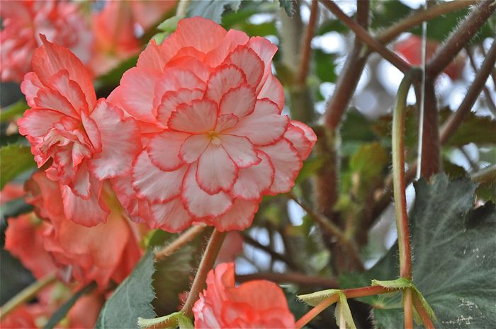 Flower Photos: Beautiful Begonias | Live Science