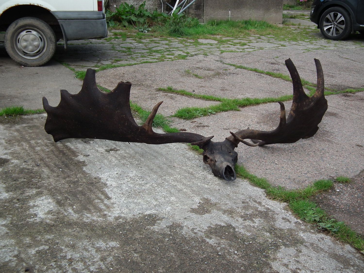 Fishermen Haul in Monstrous Skull and Antlers of Extinct Irish Elk ...