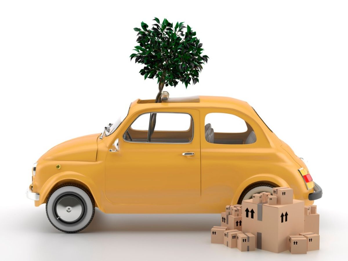 Care Of Relocated Plants - Tips For Transporting Plants To Another ...