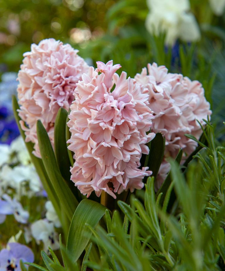How and when to plant hyacinth bulbs: easy tips for a gorgeous spring ...