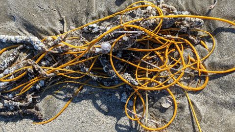 'Pile of rope' on a Texas beach is a weird, real-life sea creature ...