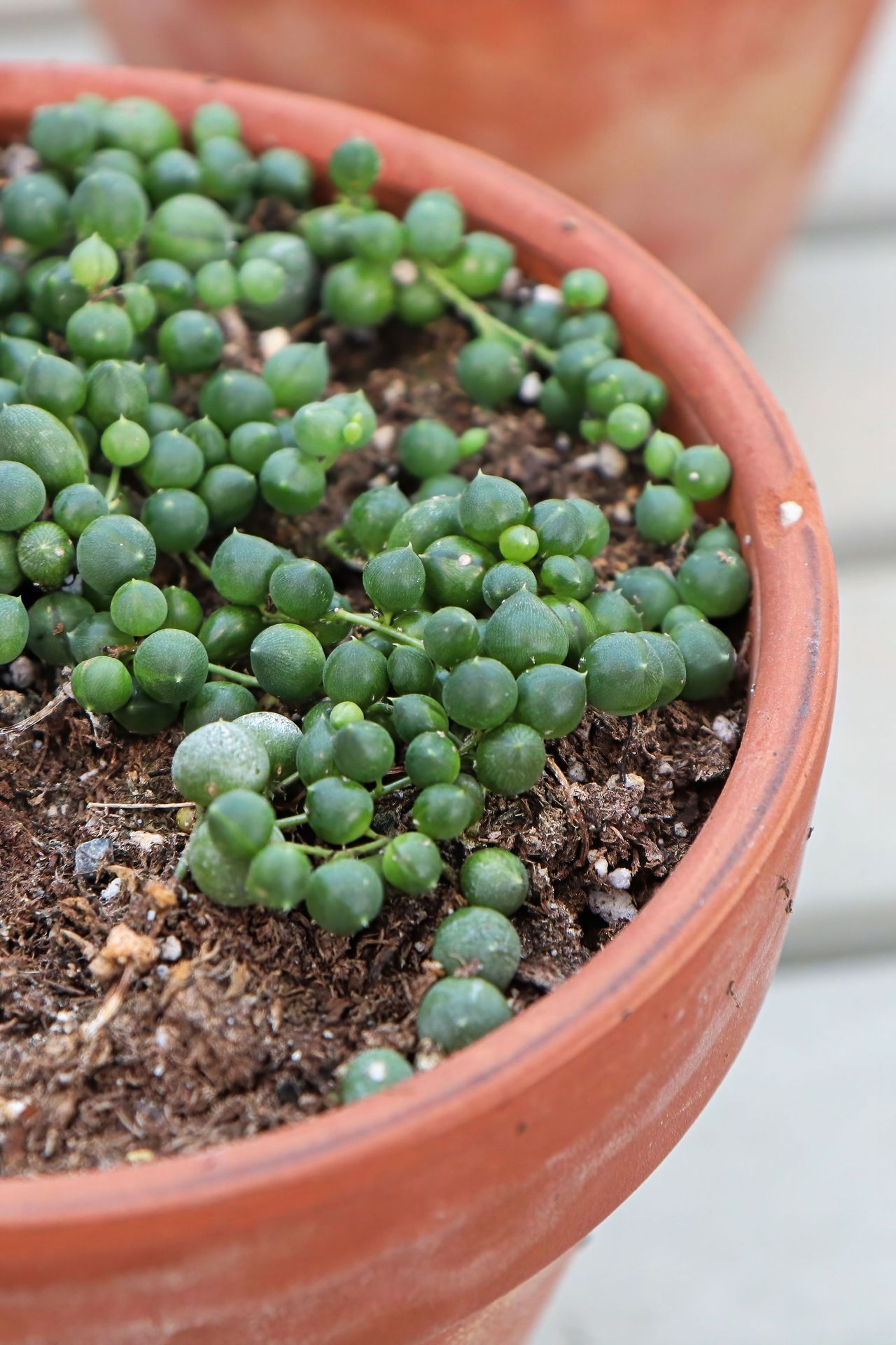 How to care for a string of pearls plant: tips for success | Homes and ...