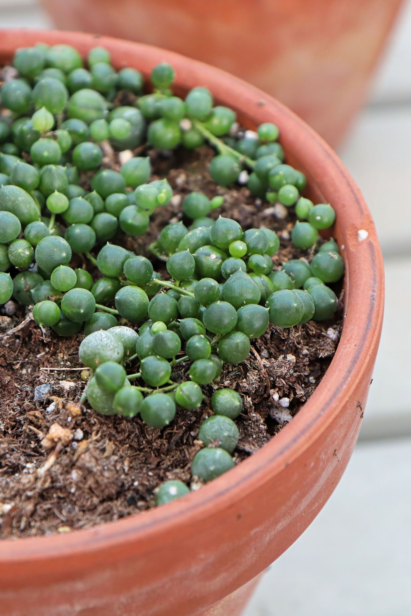 How to care for a string of pearls plant: tips for success | Homes and ...