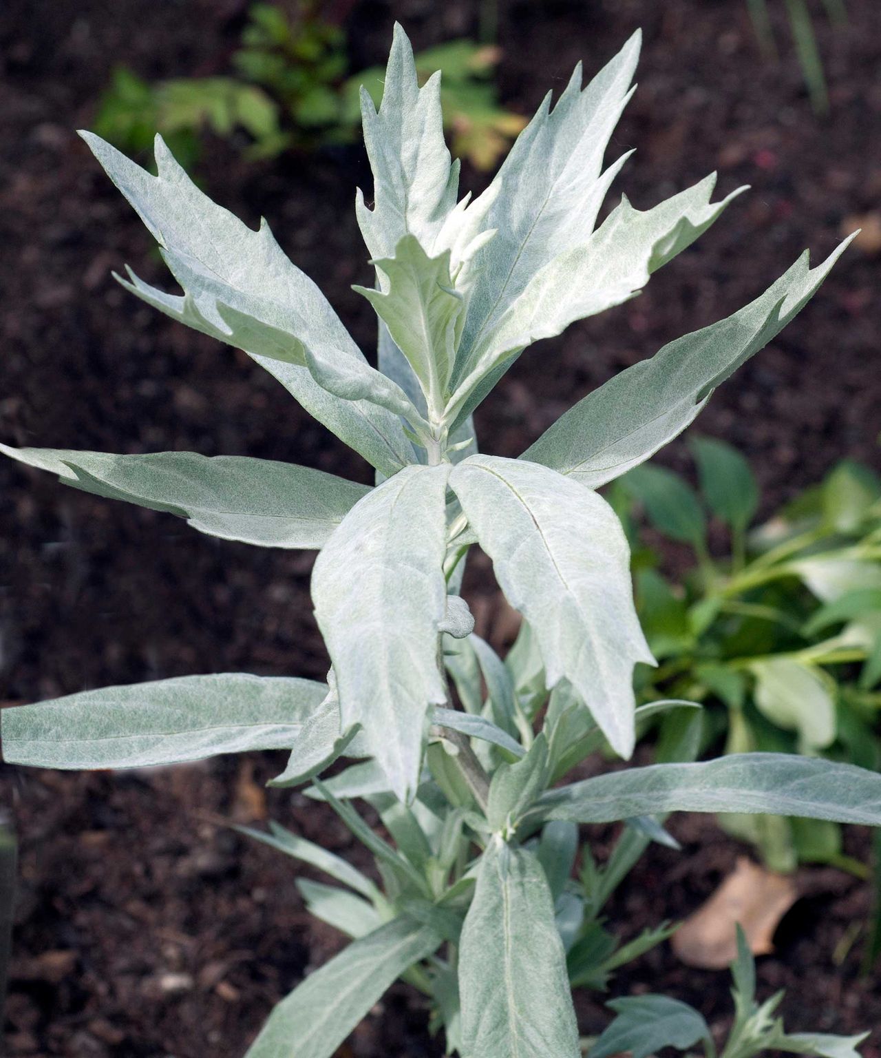 Best drought tolerant plants: 21 choices for hot, dry areas | Gardeningetc