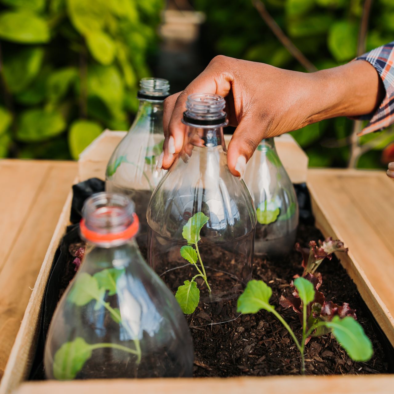 Tips & Information about Greenhouses | Gardening Know How