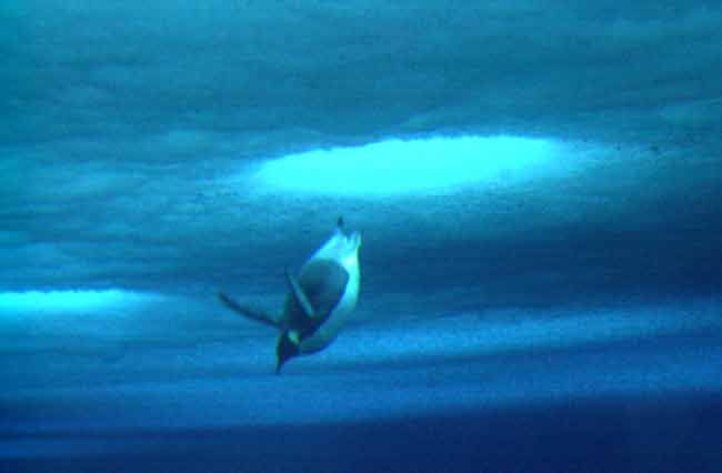 Scientists Puzzled by Extreme Penguin Dives | Live Science