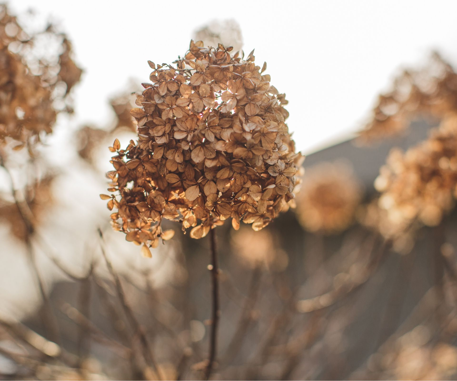 Why are my hydrangea flowers turning brown? 5 causes | Homes and Gardens