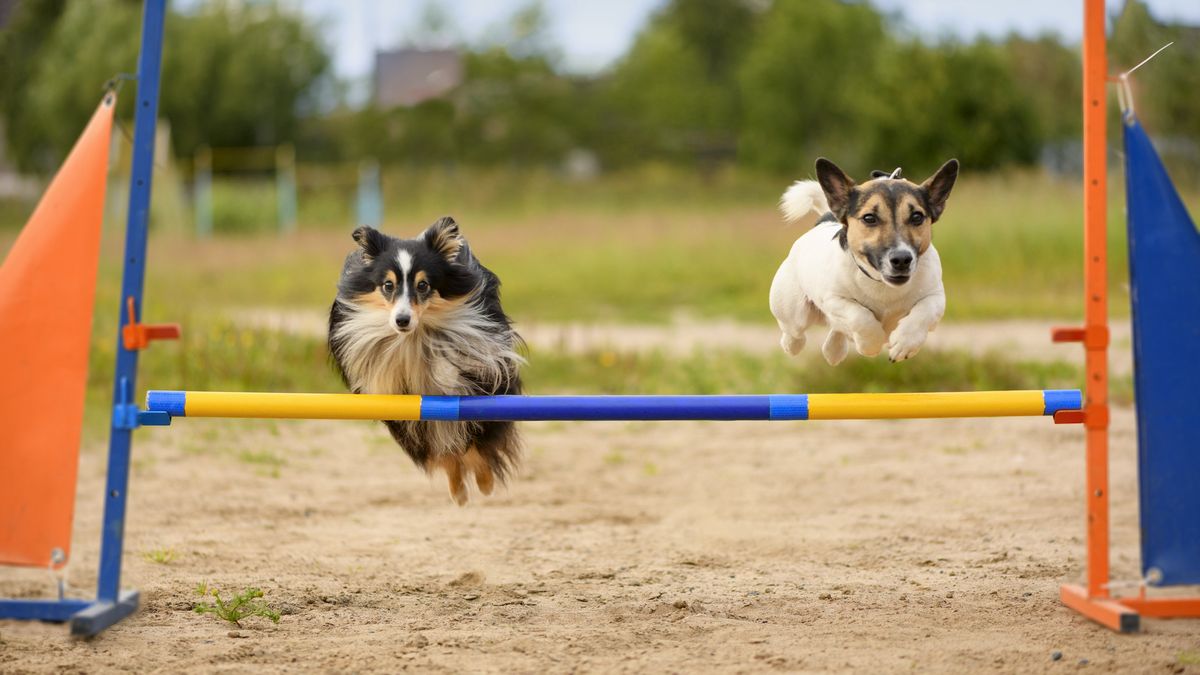 Fun outdoor activities with pets to try whatever the weather | PetsRadar