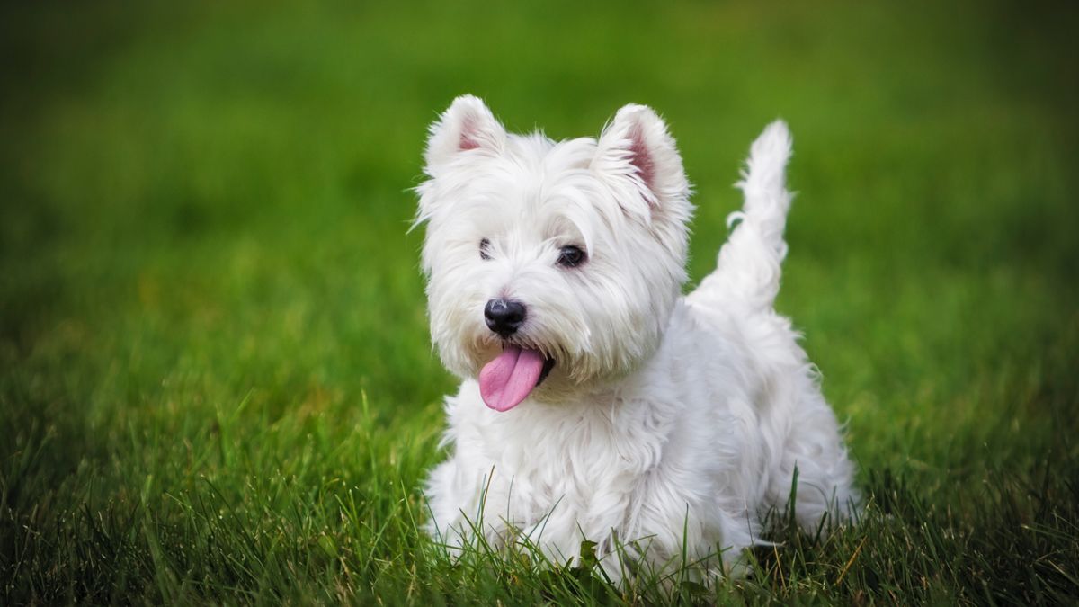 32 low maintenance dog breeds for busy people | PetsRadar
