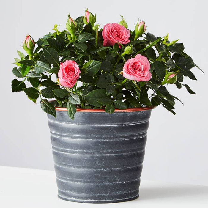 Plants that represent strength and empowerment: 7 species | Homes and ...