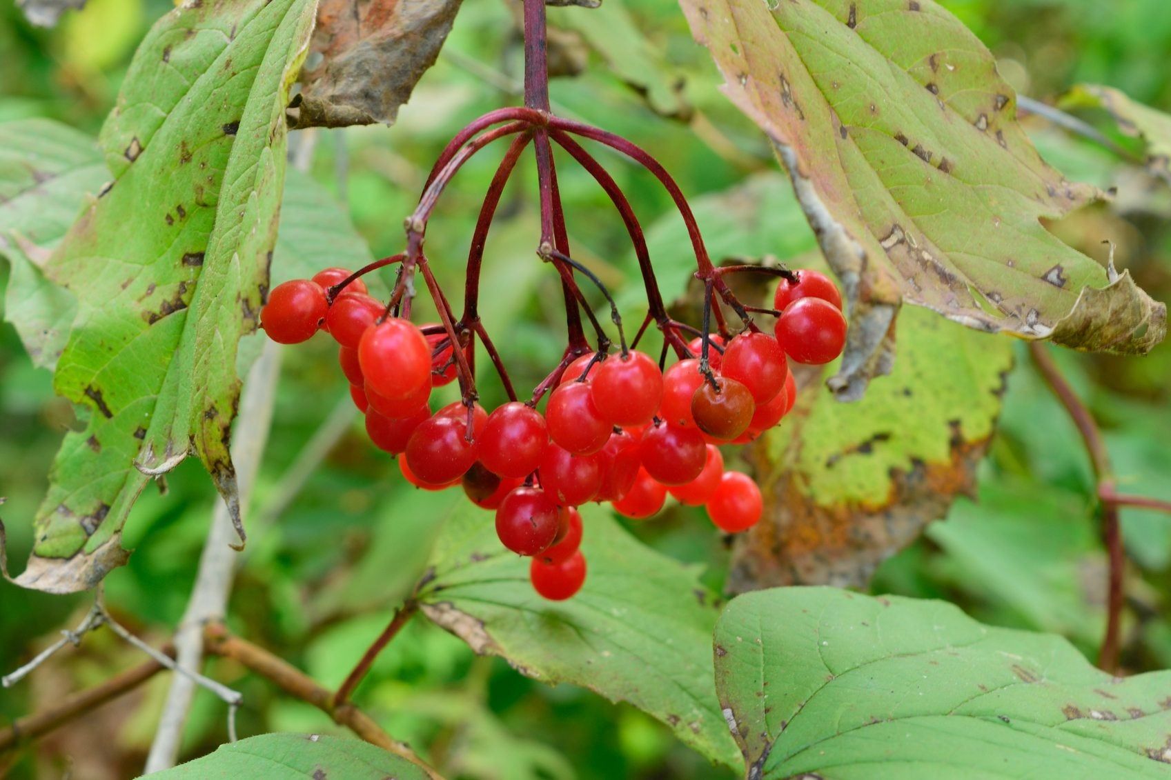 American Cranberry Bush Information - How To Grow American Cranberry In ...