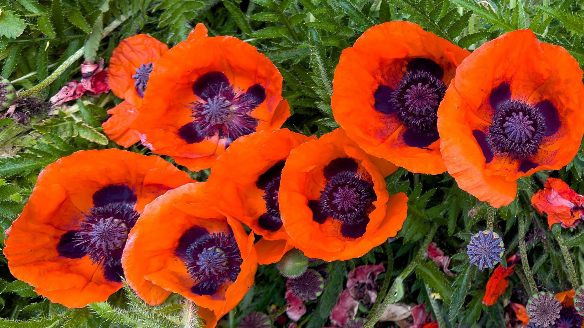 Growing Poppies From Seed | Ultimate Poppy Care Guide | Gardening Know How