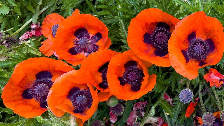 Growing Poppies From Seed | Ultimate Poppy Care Guide | Gardening Know How