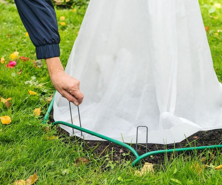 What is a frost cloth for plants and how do you use it? | Homes and Gardens