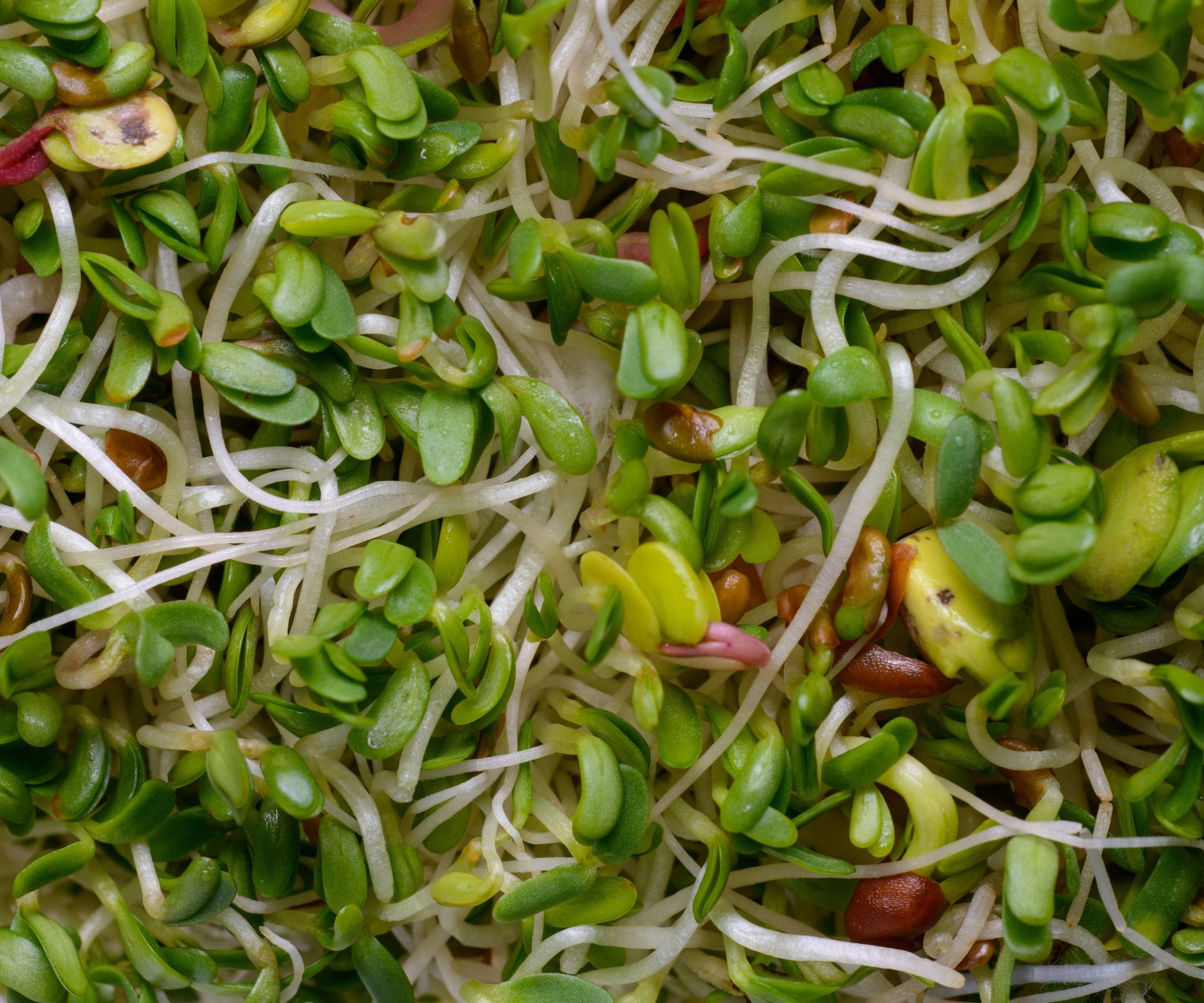 How to grow your own beansprouts: step-by-step advice | Homes and Gardens