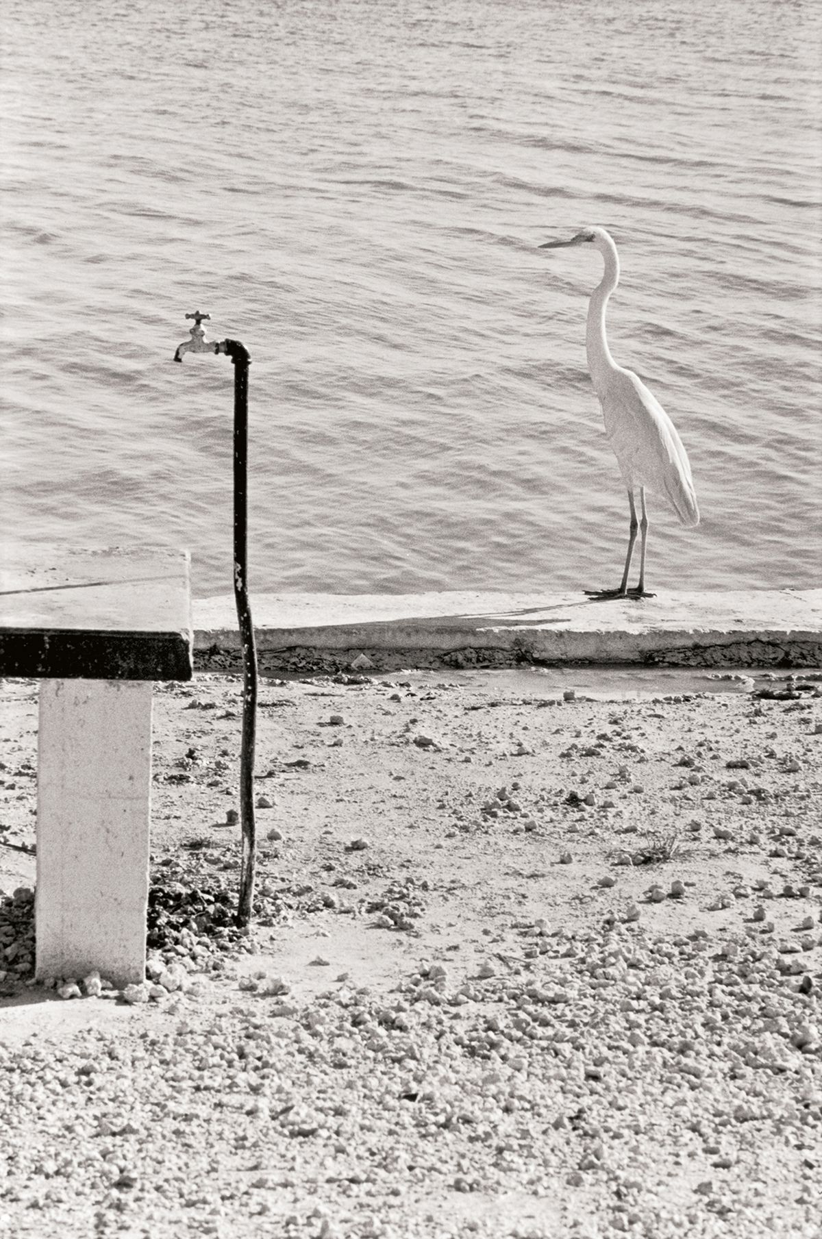 Elliott Erwitt taught us well; now I hold one of his last photo books ...