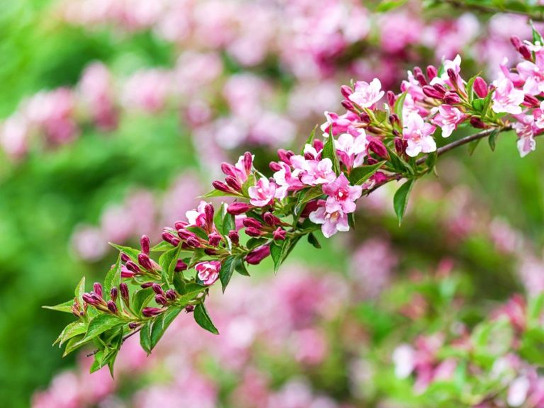How To Propagate Weigela - Can I Propagate A Weigela From A Cutting ...
