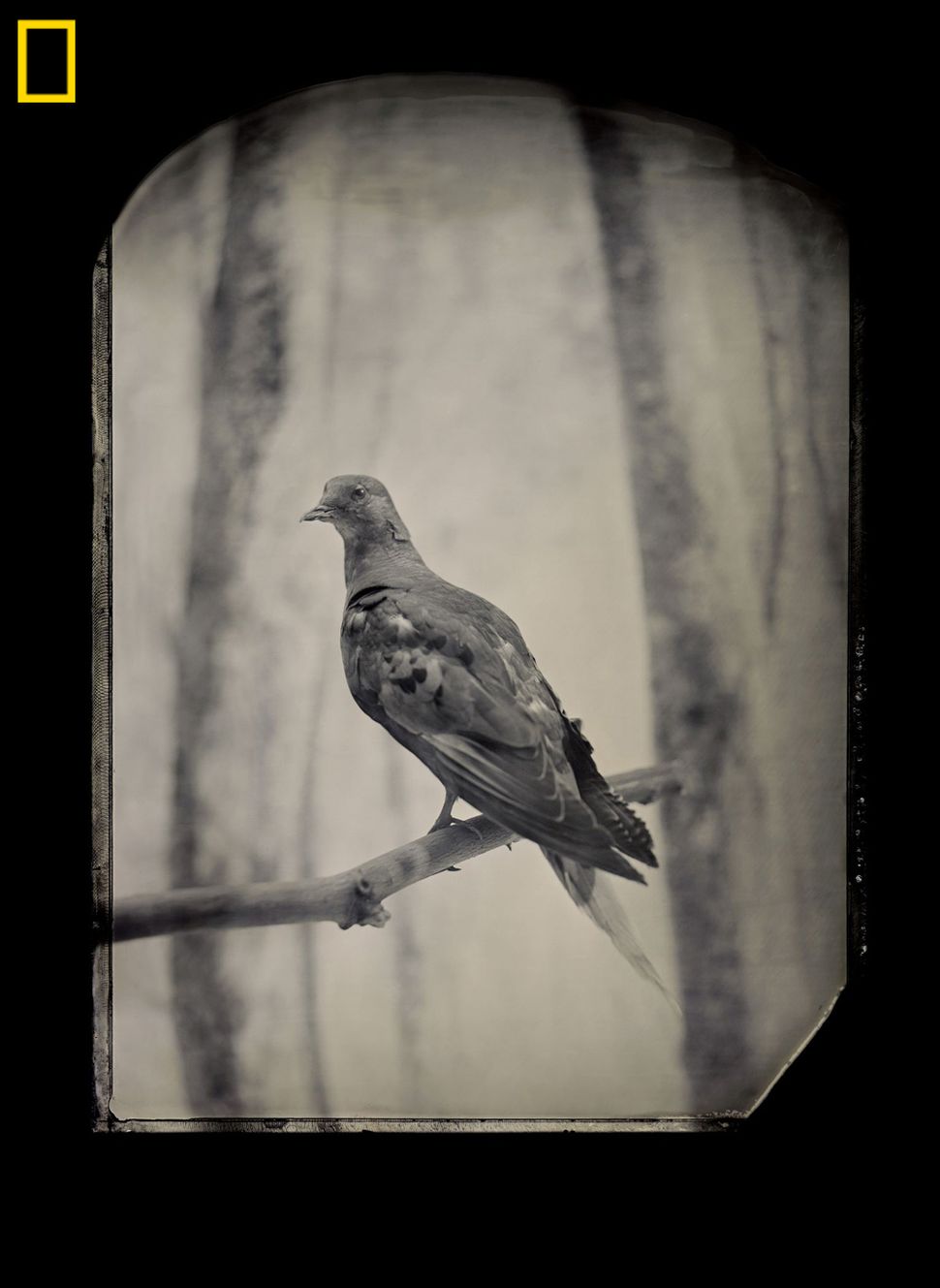 6 extinct animals that could be brought back to life | Live Science