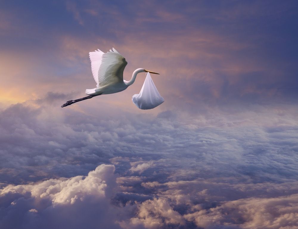 What's Behind the Myth That Storks Deliver Babies? | Live Science