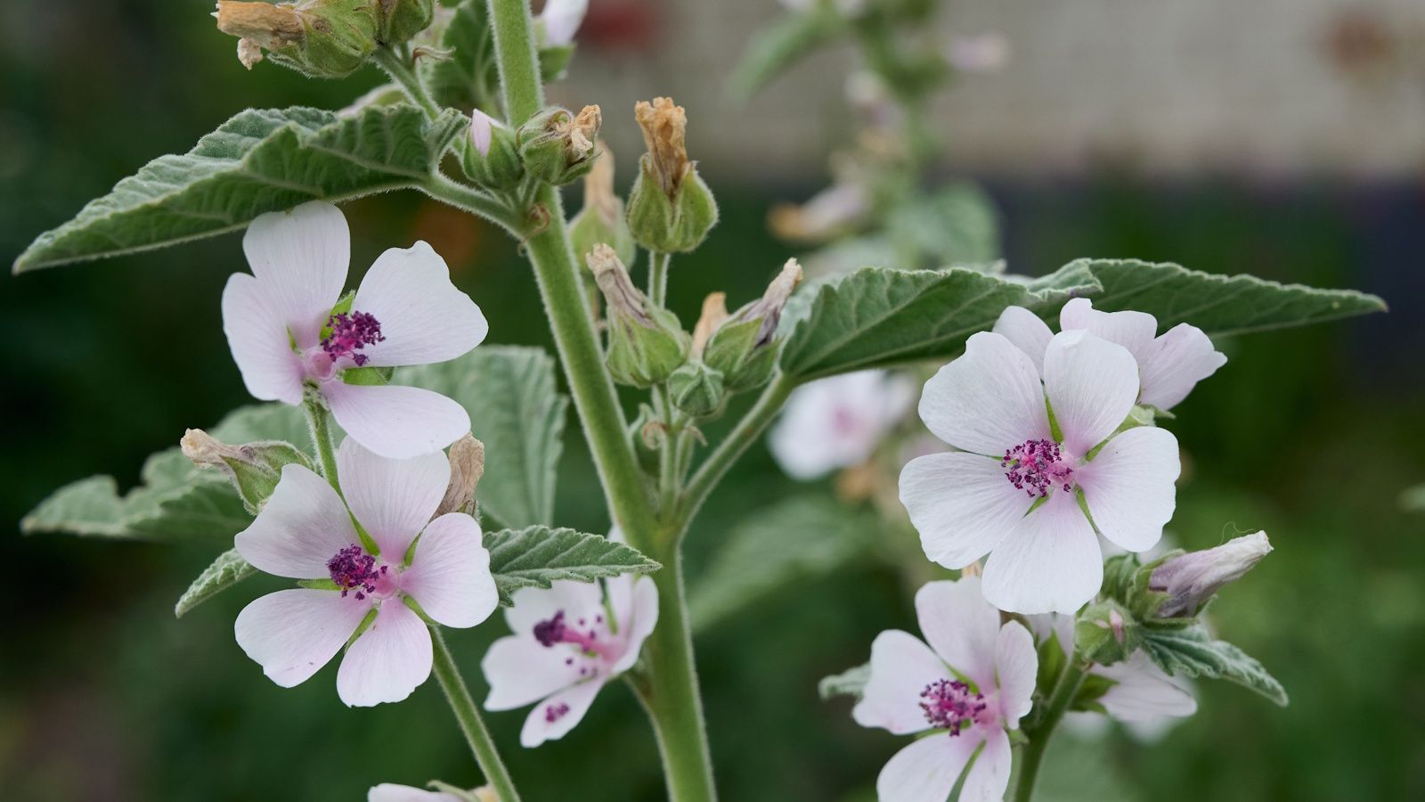 How to grow marsh mallow plants: expert gardening advice | Homes and ...