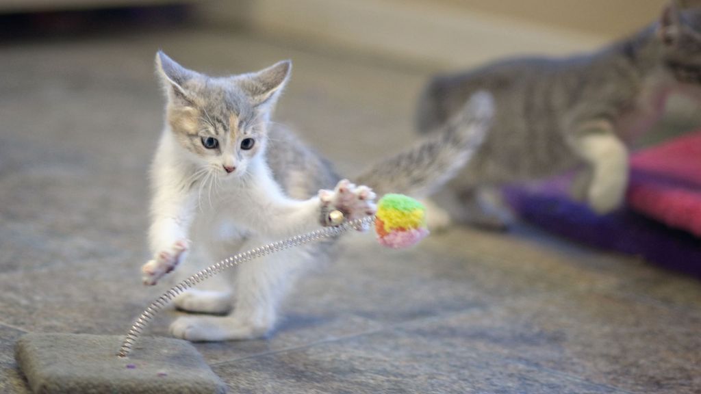 How to play with a kitten | PetsRadar