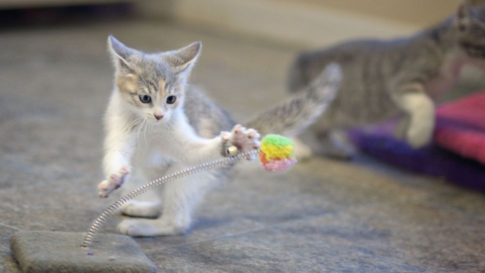 How to play with a kitten | PetsRadar