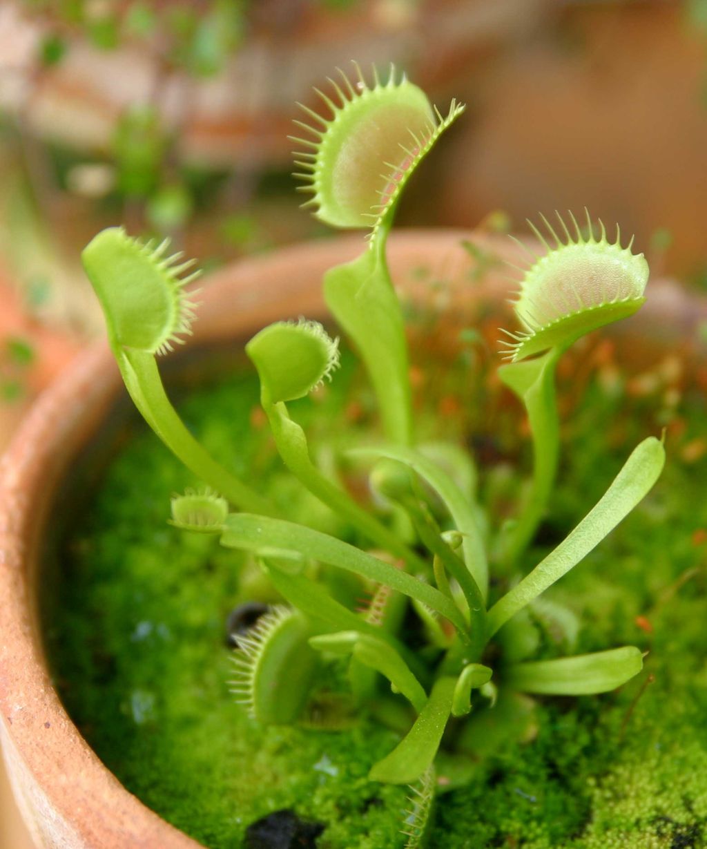 How to propagate a Venus flytrap: three easy methods | Homes and Gardens