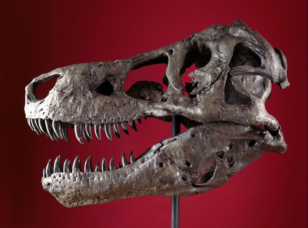 Image Gallery: The Life of T. Rex | Live Science