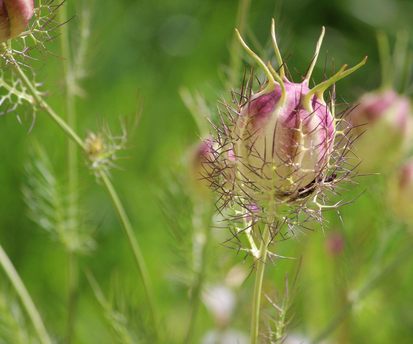 7 best plants for seedheads | Homes and Gardens