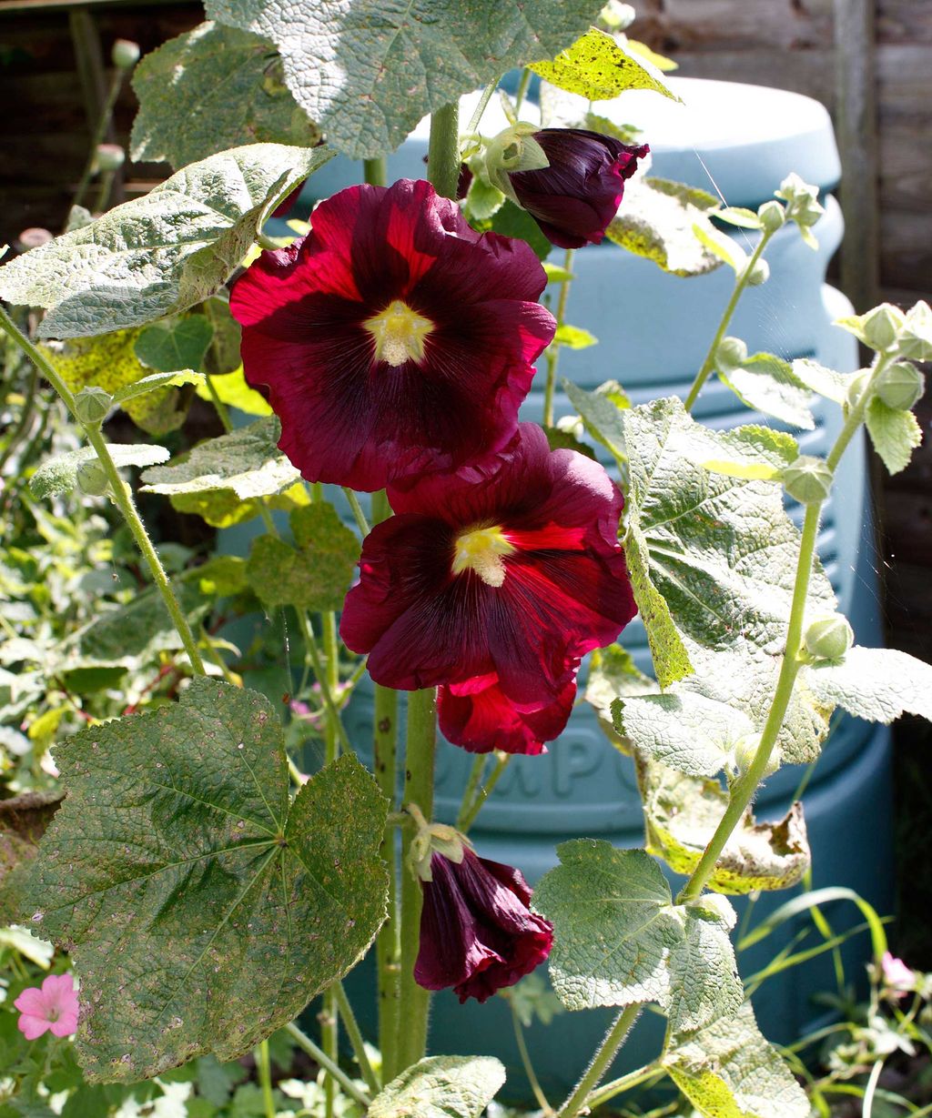 Hollyhock rust: what it is and how to treat it | Gardeningetc
