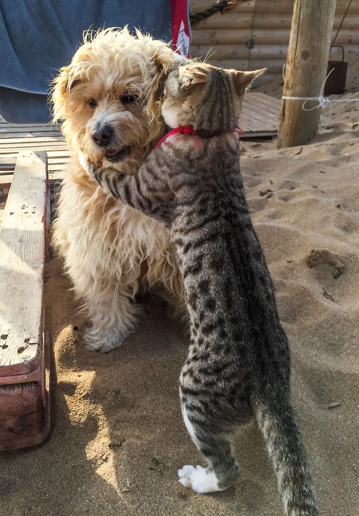 Win £3000 with your funniest photos of your pets | Digital Camera World