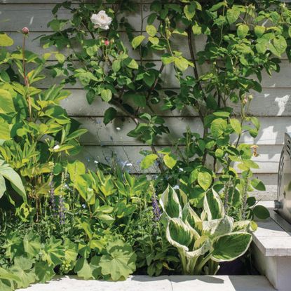 How to grow hostas: the ultimate expert guide | Ideal Home