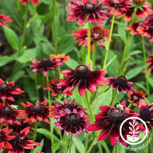 Expert advice for when to plant black-eyed Susan seeds | Homes and Gardens