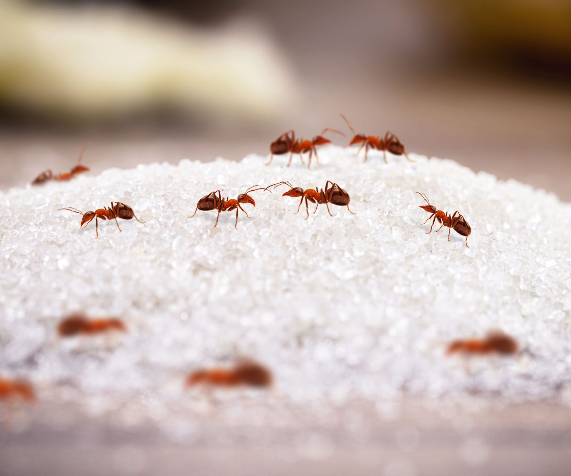 How to kill red ants: 12 methods for home and garden | Homes and Gardens