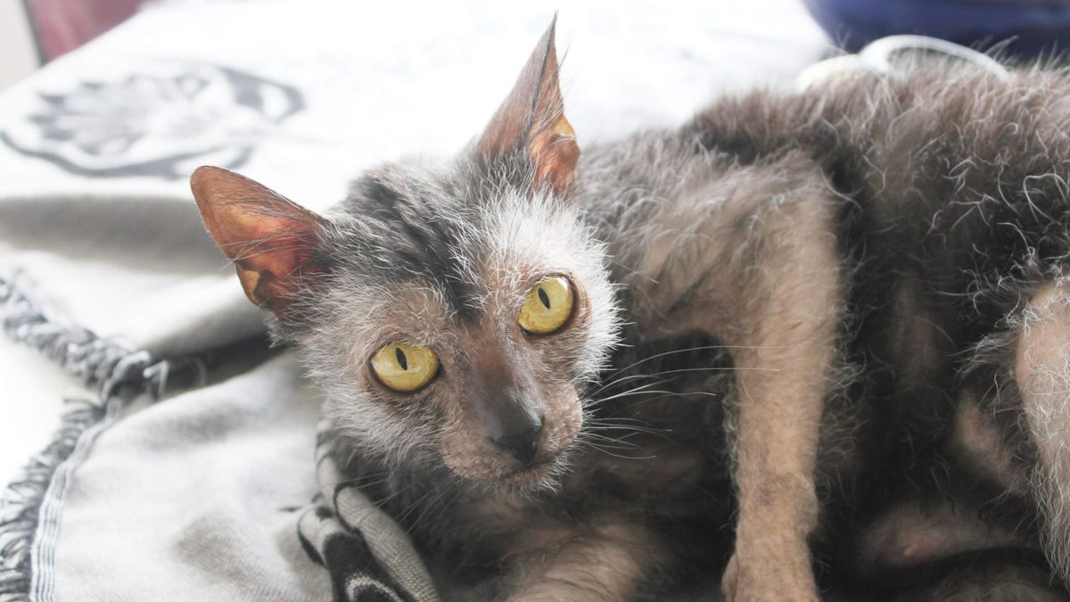 8 bald and beautiful hairless cat breeds | PetsRadar