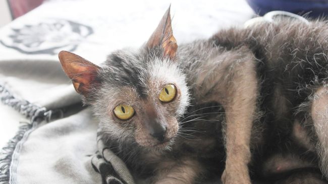 8 bald and beautiful hairless cat breeds | PetsRadar