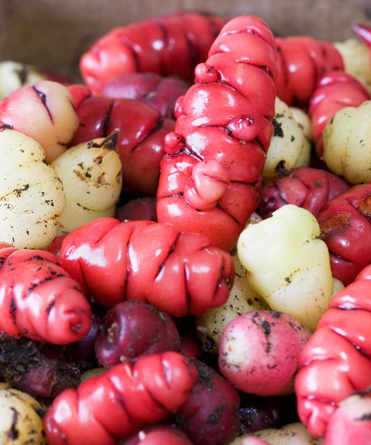 A guide to how to grow oca in your backyard vegetable garden | Homes ...