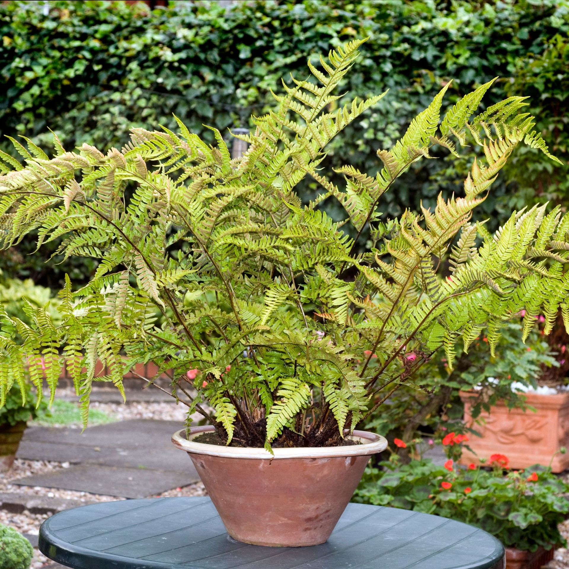 The best evergreen plants to add your pots | Ideal Home