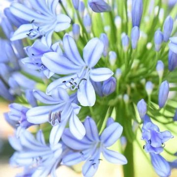 How to grow blue flowers: the best 7 shrubs and perennials | Homes and ...
