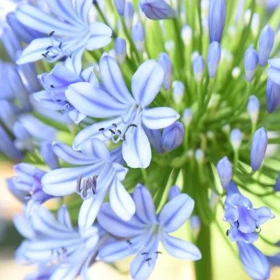 How to grow blue flowers: the best 7 shrubs and perennials | Homes and ...