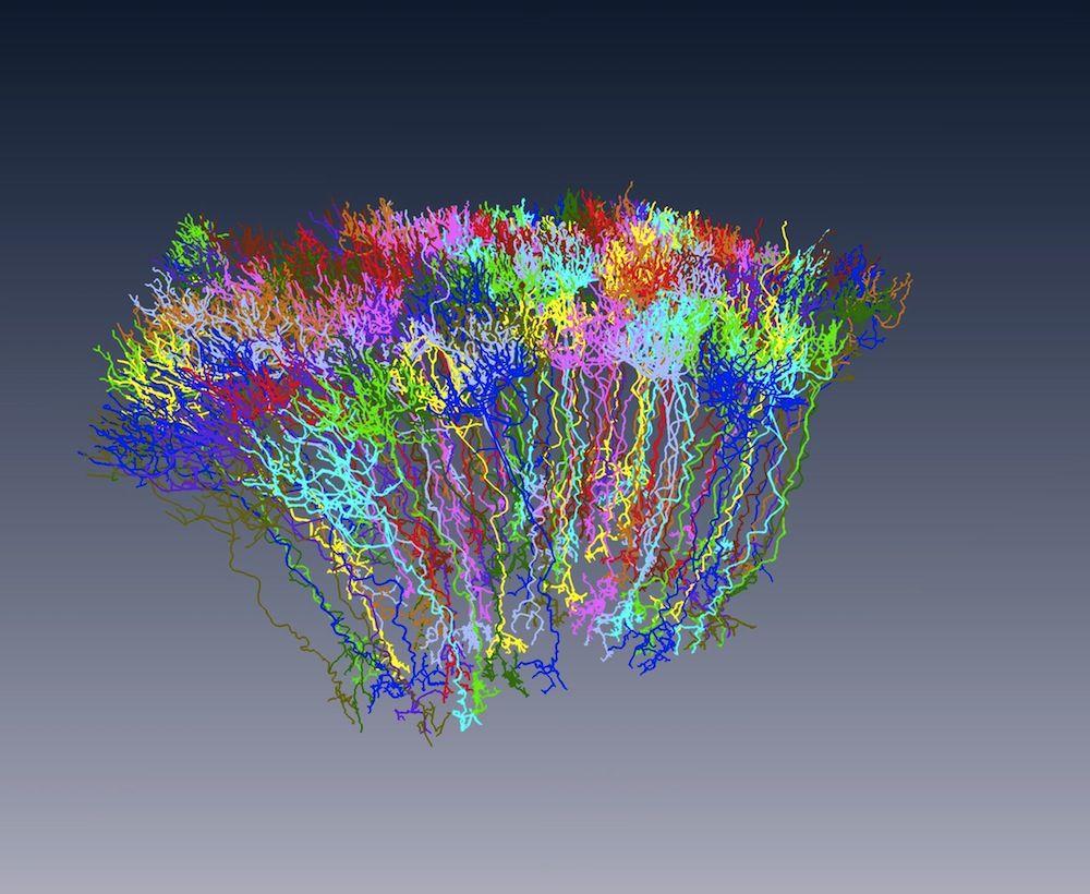 Magnificent Microphotography: 50 Tiny Wonders: Page 2 | Live Science