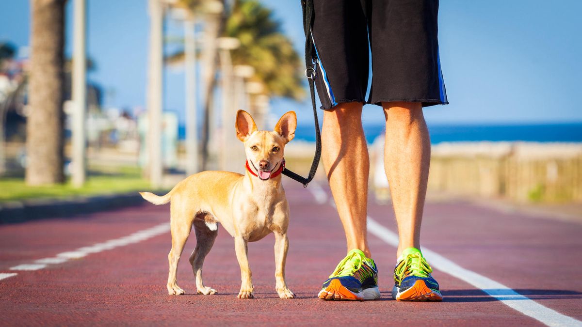 20 most loyal dog breeds revealed | PetsRadar