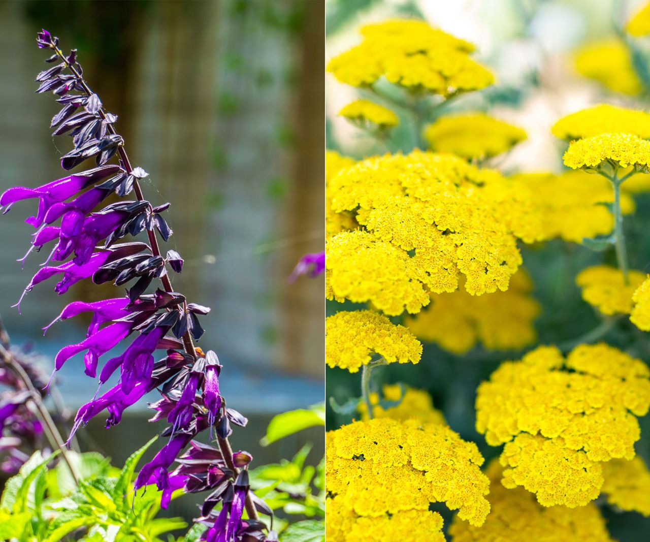 Perennials to pair together – how to choose harmonious combinations ...